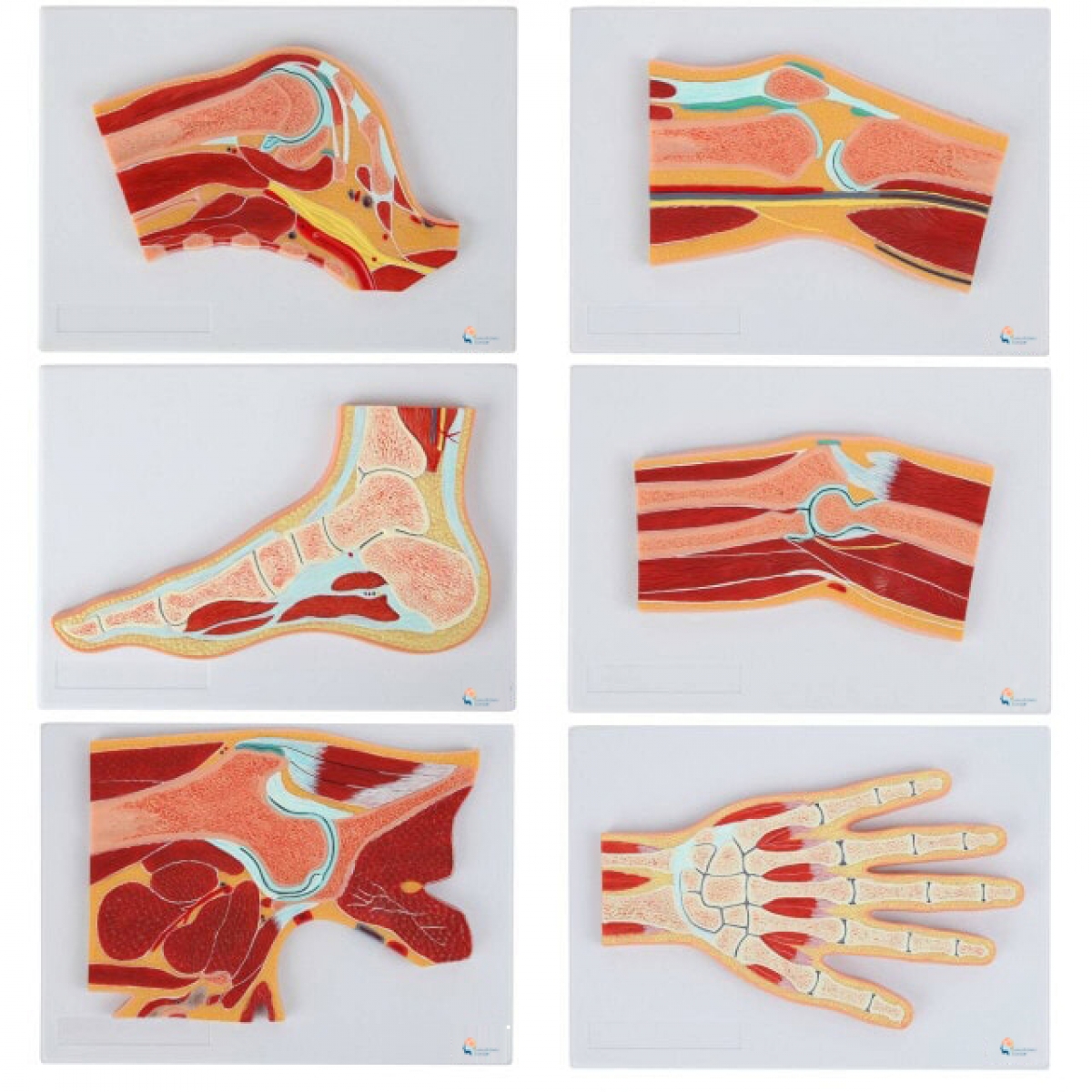 Myaskro Joint Cross-Section Anatomy Model Bundle